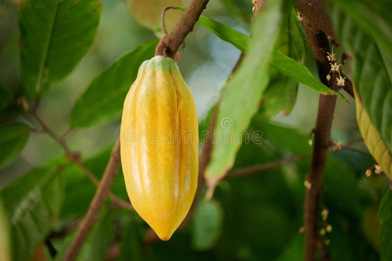 Organic yellow cacao pod stock photo. Image of jungle - 253381146