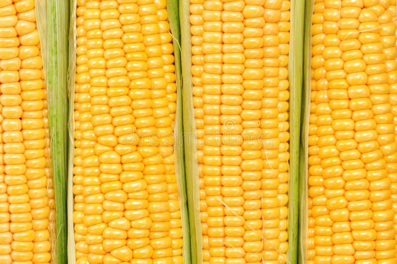 Organic Yellow Corn. Background. Delicious Food Stock Image - Image of ...