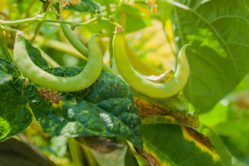 Organic Yellow String Beans Stock Photo - Image of grow, cultivated ...