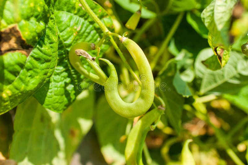 Organic Yellow String Beans Hang Stock Image - Image of macro, outdoors ...