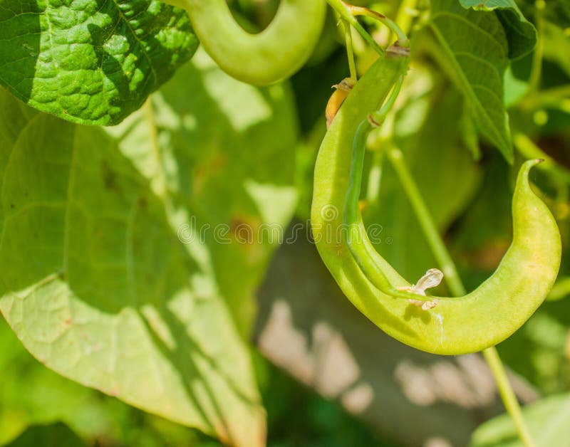 Organic Yellow String Beans Stock Image - Image of organic, string ...
