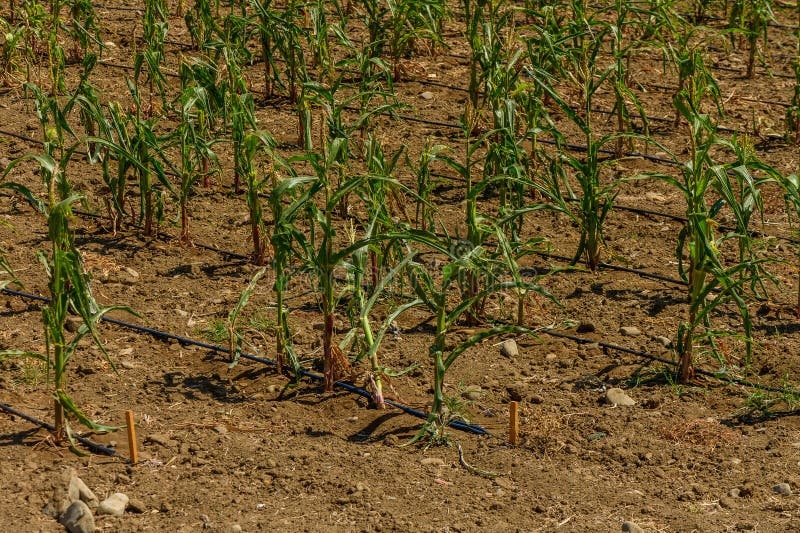 Drip Irrigation System in Sustainable Corn Farming Stock Photo - Image ...