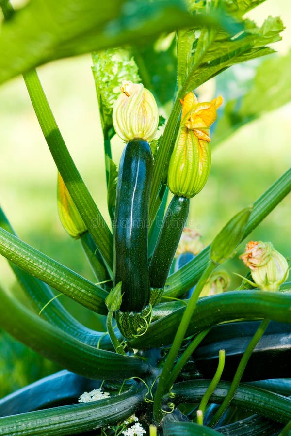 Organic Zuccini Zucchini stock image. Image of food, flowers - 5139549