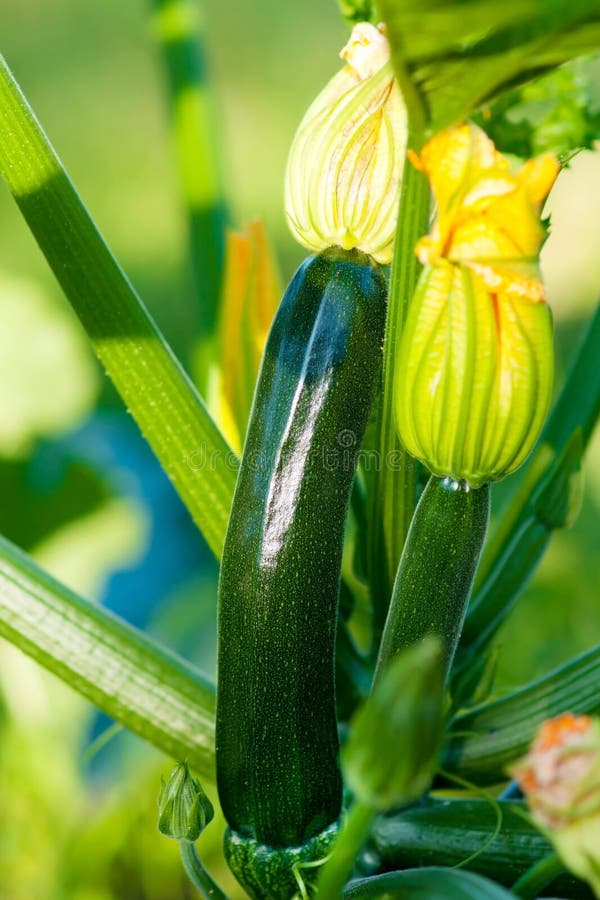 Zucchini plant stock photo. Image of eating, soil, family - 29865622