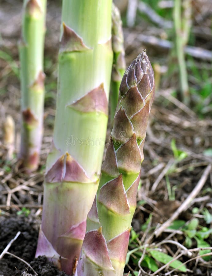Organically Cultivated Asparagus in the Vegetable Garden Stock Image ...