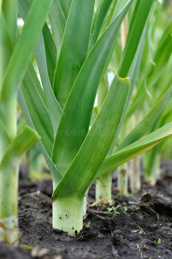 Organically Cultivated Leek Plantation in the Vegetable Garden Stock ...