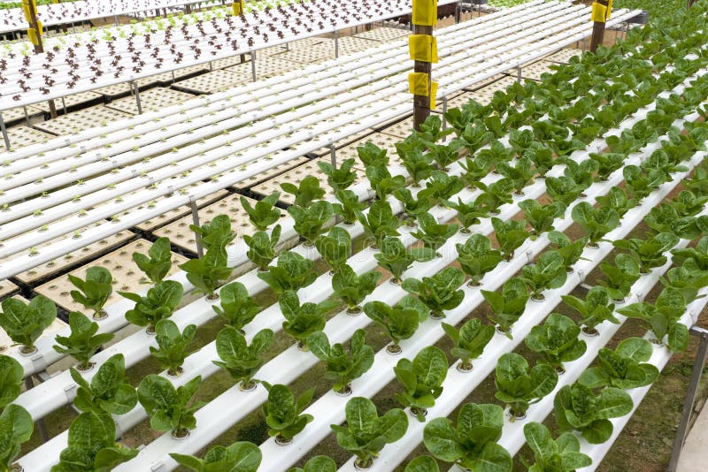 Organically Farmed Vegetables Stock Photo - Image of garden, asia: 7515880