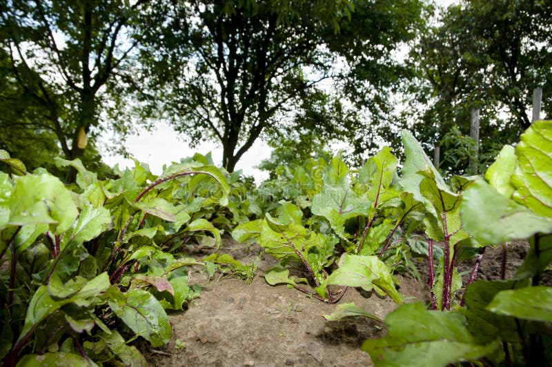 Organically Grown Beetroot stock image. Image of beets - 92612025