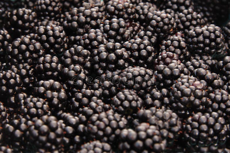 Organically Grown Blackberries Stock Photo - Image of flavorful, close ...