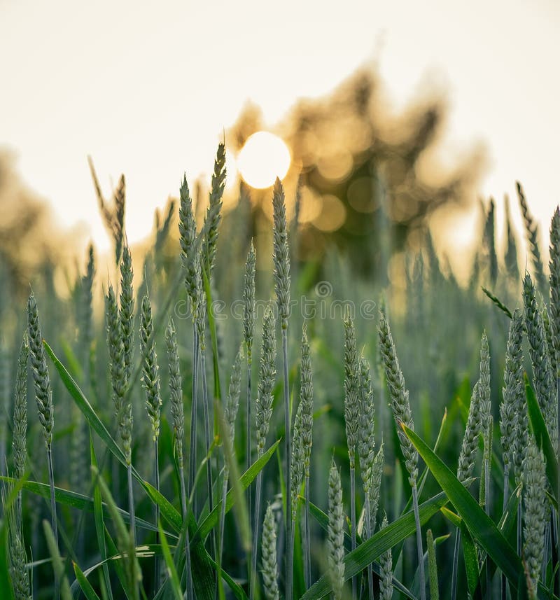 Organically grown cereals stock photo. Image of grown - 267674480