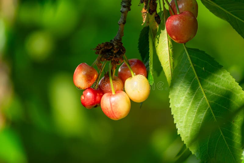 Organically Grown Cherries on the Branch of a Cherry Tree Stock Image ...