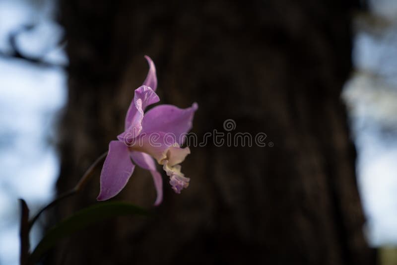 Organically Grown Natural Orchids in a Home Garden Stock Image - Image ...