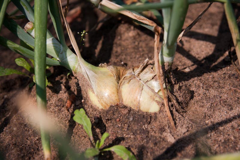 Organically grown onions stock photo. Image of light - 15546954