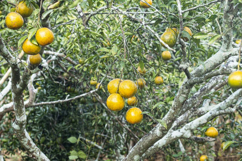 Organically Grown Oranges Destroyed by Insects Stock Photo - Image of ...