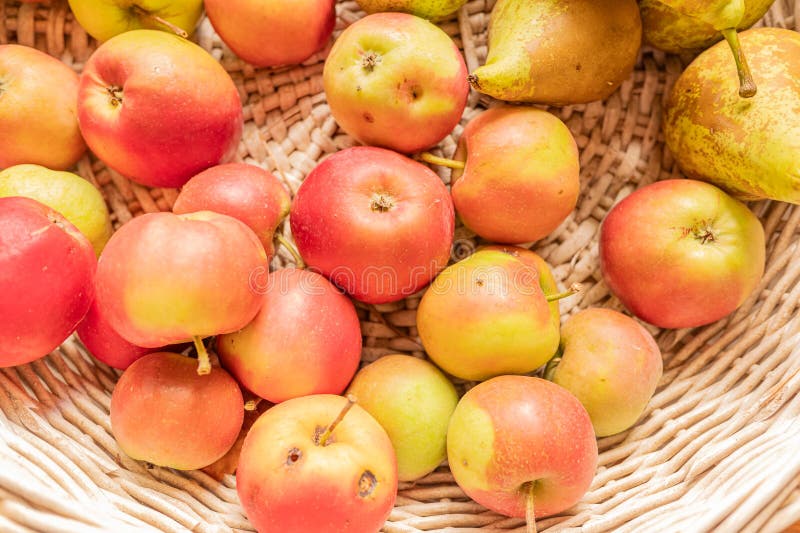 Organically Grown Red Apples in a Basket of Wickerwork, Top View Stock ...