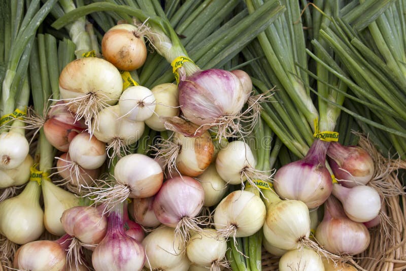 Organically Grown Spring Onions Bulbs Stock Photo - Image of vegetable ...