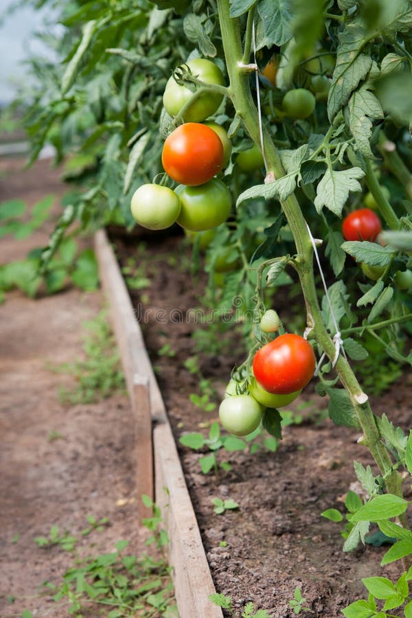Growing radish stock image. Image of summerhouse, ridge - 14350075