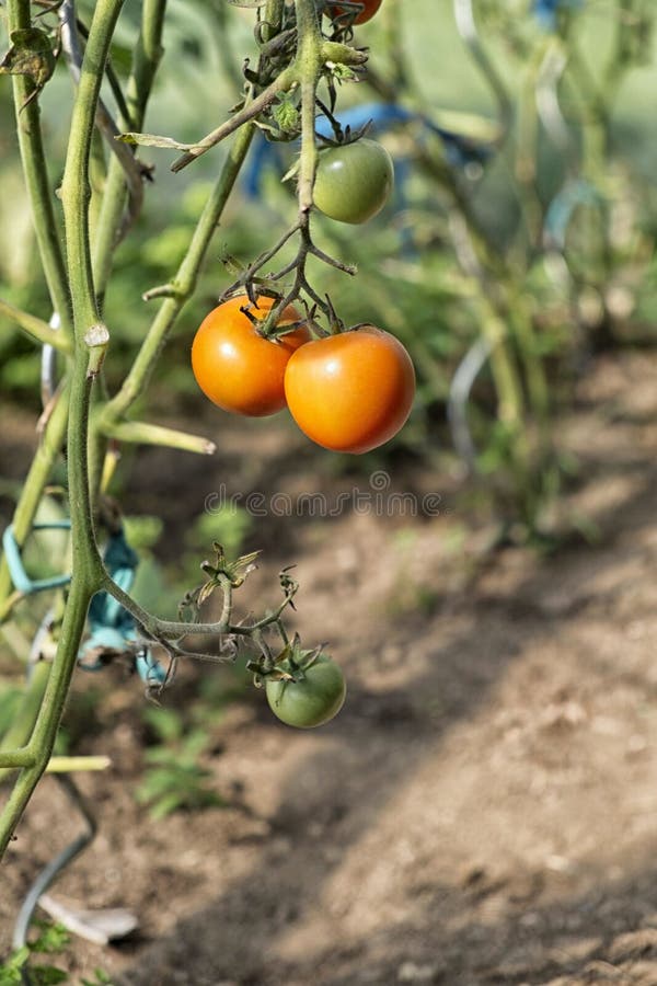 Organically grown tomatoes stock photo. Image of ripe - 98076624