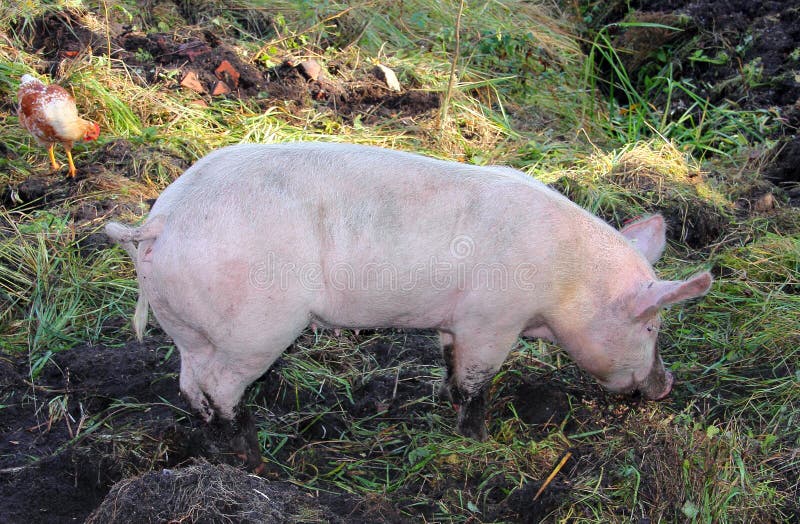 Organically kept pig stock image. Image of pink, mammal - 39776863