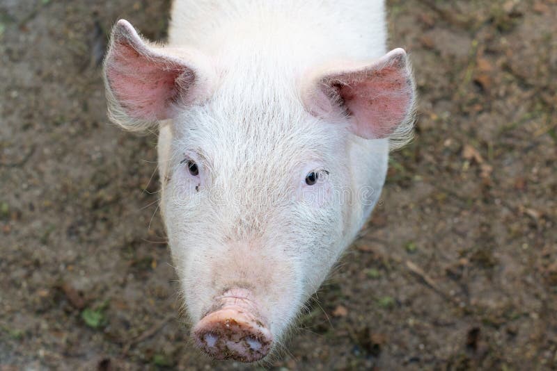 Organically Raised Farm Pig, Looking at Camera Stock Image - Image of ...