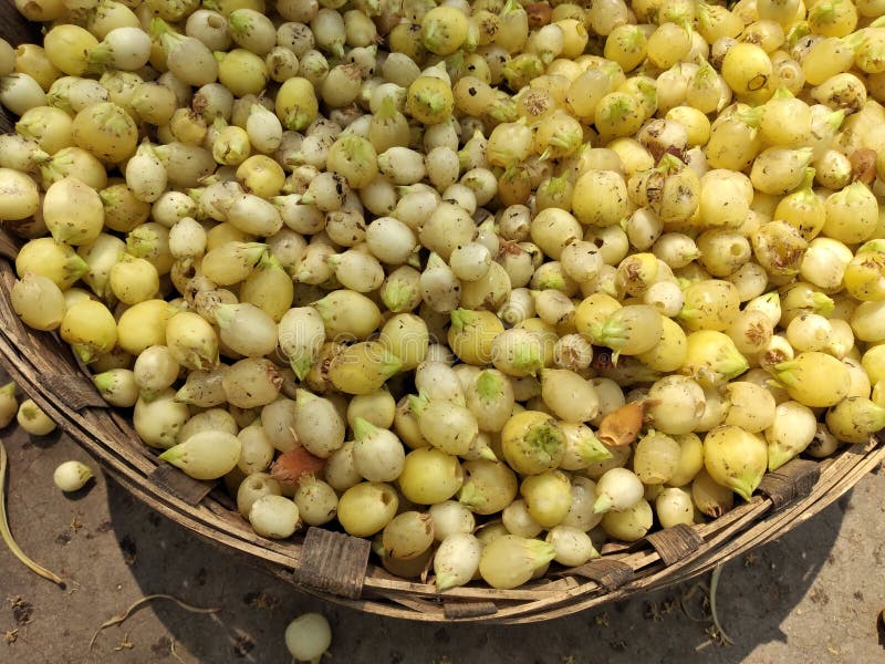 Organics Mahua Fruit Raw Herbs Stock Image - Image of fruit, organics ...