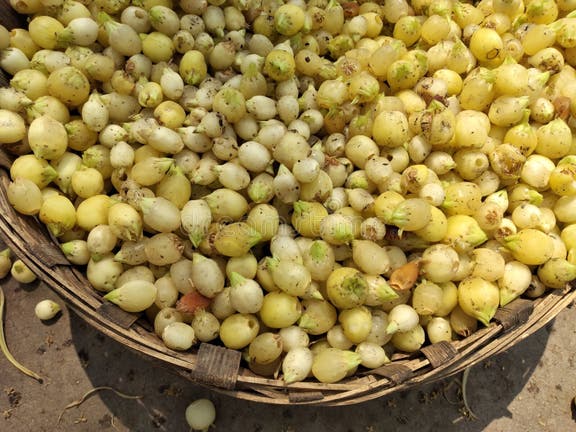 Organics Mahua Fruit Raw Herbs Stock Image - Image of fruit, organics ...