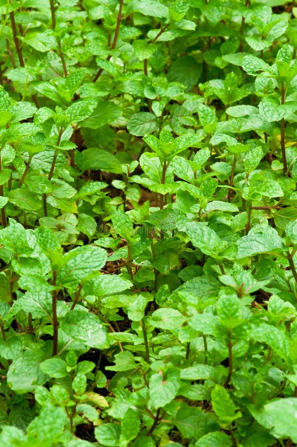 Organische Minze stockfoto. Bild von betriebe, nahrung - 15706496