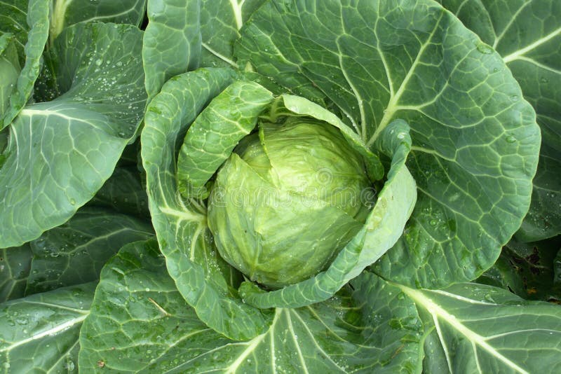 Kohl Stockfotos und Bilder - Laden Sie 250,899 lizenzfreie Fotos herunter