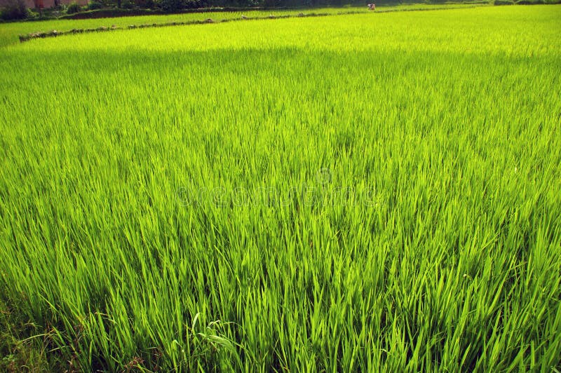 Reisfeldarbeiter Die Bauern Pflanzen Reis Auf Den Feldern Auf ...