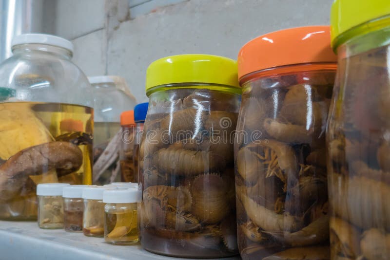 Organisms in Jars for Biological Studies. Museum Piece Editorial Stock ...