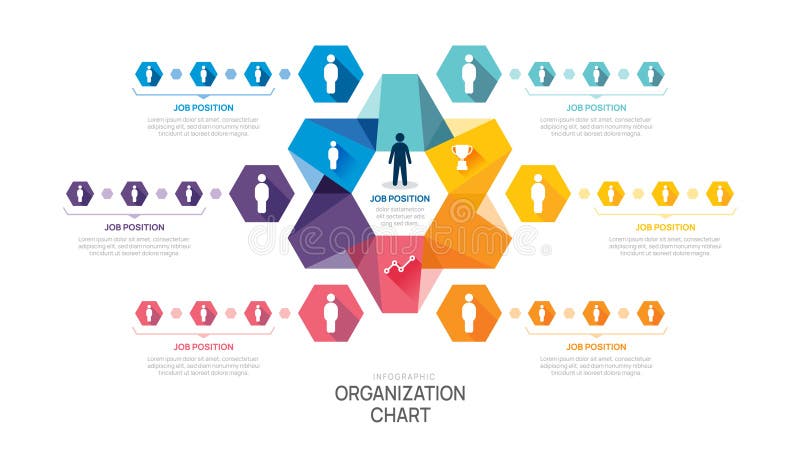 Organization Chart Infographic Hexagon Template for Business Avatar ...