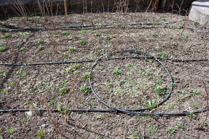 Organization of Drip Irrigation in Raspberries on Personal Plot. Spring ...