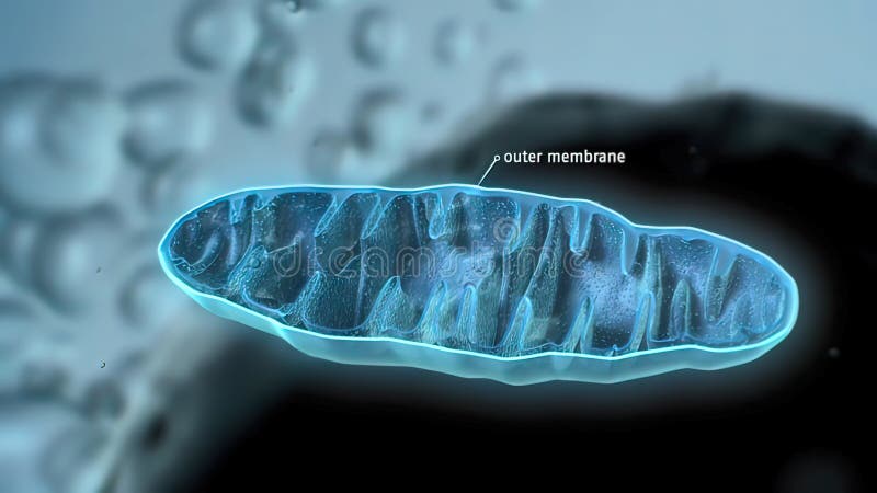 Mitochondrial Dna Stock Illustrations – 330 Mitochondrial Dna Stock ...