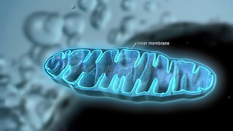 Organization and Dynamics of Human Mitochondrial DNA. Mitochondria and ...