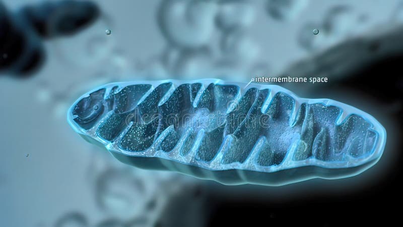 Mitochondrial Dna Stock Illustrations – 330 Mitochondrial Dna Stock ...