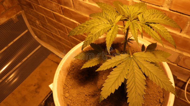 Organization of Potted Marijuana Cultivation Stock Photo - Image of ...