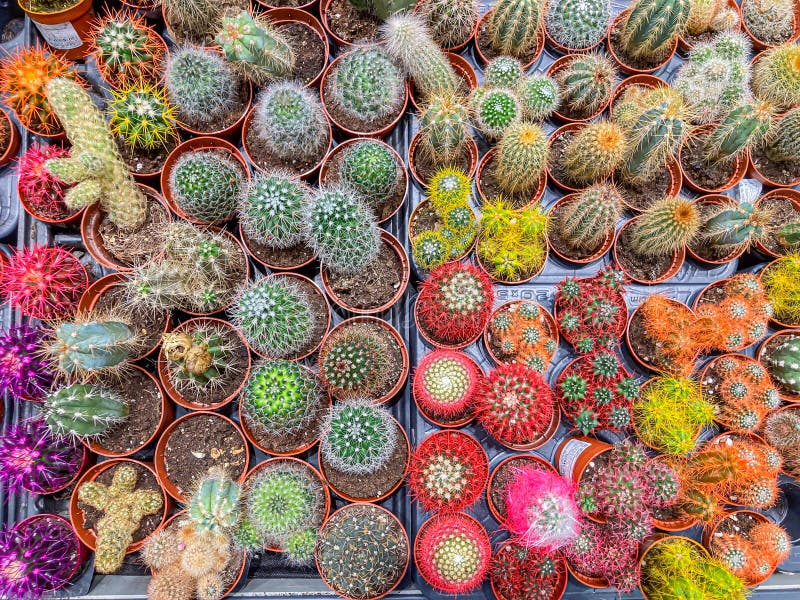 An Organized Array of Diverse Cacti and Succulents, Arranged on a ...