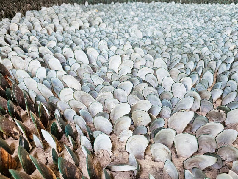 Beautiful Kind of Art an Organized Pattern of White or Oyster Shells ...