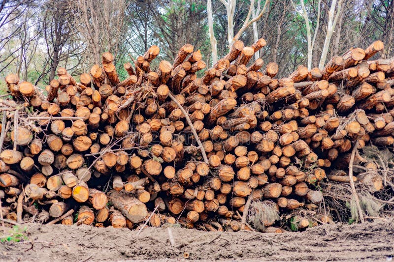 Organized Stack of Firewood Logs, Arranged in a Neat Pile on Top of ...