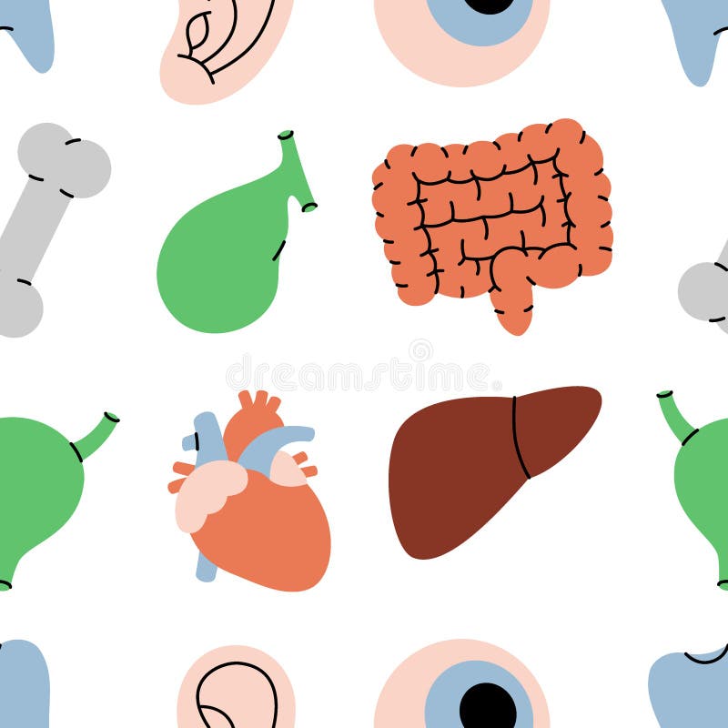 Organs Pattern. Human Internal Organs. Vector Illustration Stock Vector ...