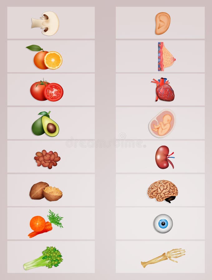 Organs that resemble food stock illustration. Illustration of nuts ...