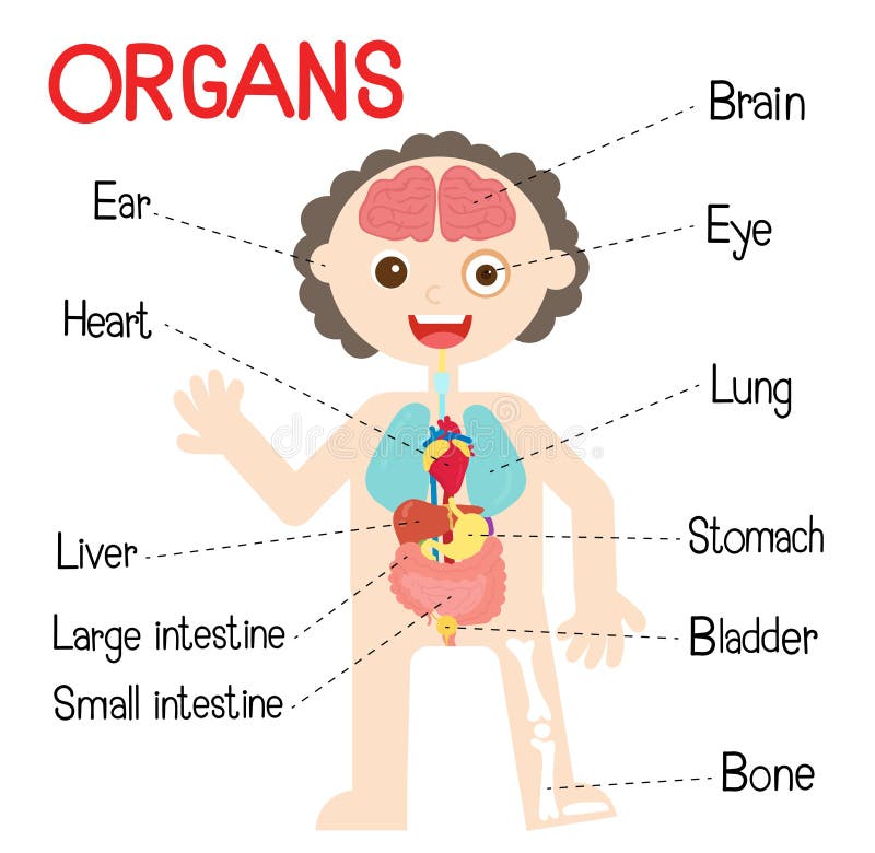 Organs of the Human Body Cartoon. Stock Vector - Illustration of carton ...