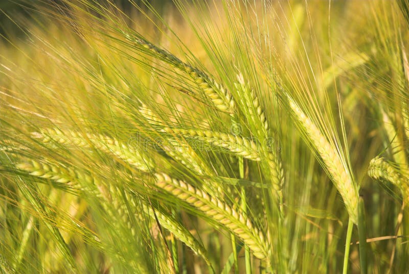 Graines d'orge image stock. Image du orge, graines - 35622671