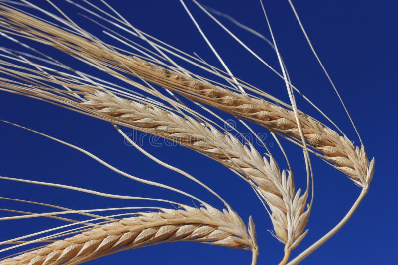 Orge image stock. Image du alimentation, orge, herbe - 34654999