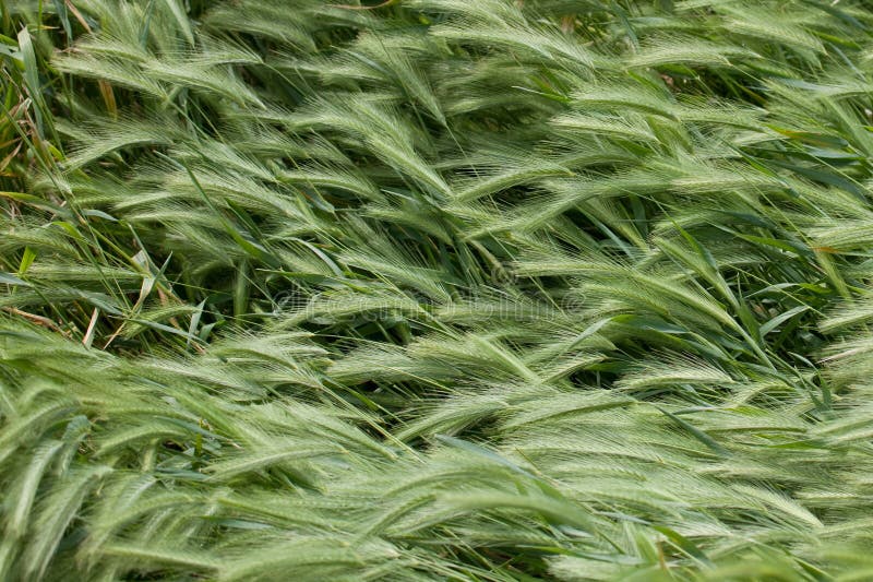 Orge sauvage photo stock. Image du agriculture, fond - 14040682