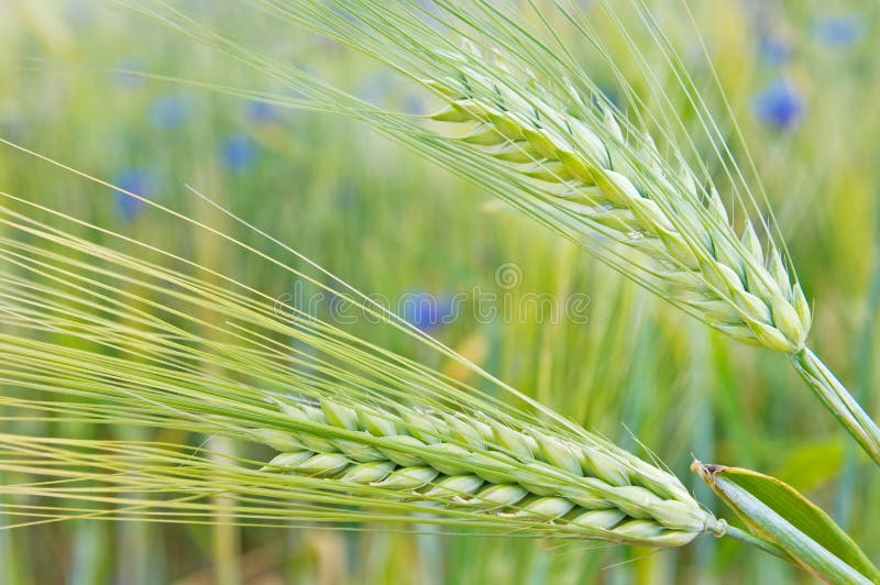 Orge verte image stock. Image du collecte, été, graines - 18209943