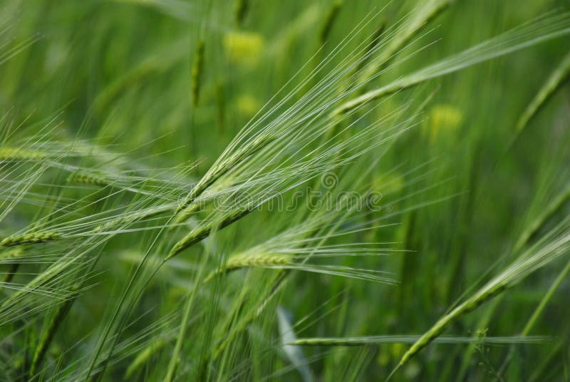 Orge verte photo stock. Image of unripened, vent, maïs - 4001754