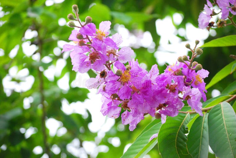 Orgullo De La Flor De La India Foto de archivo - Imagen de cartel ...