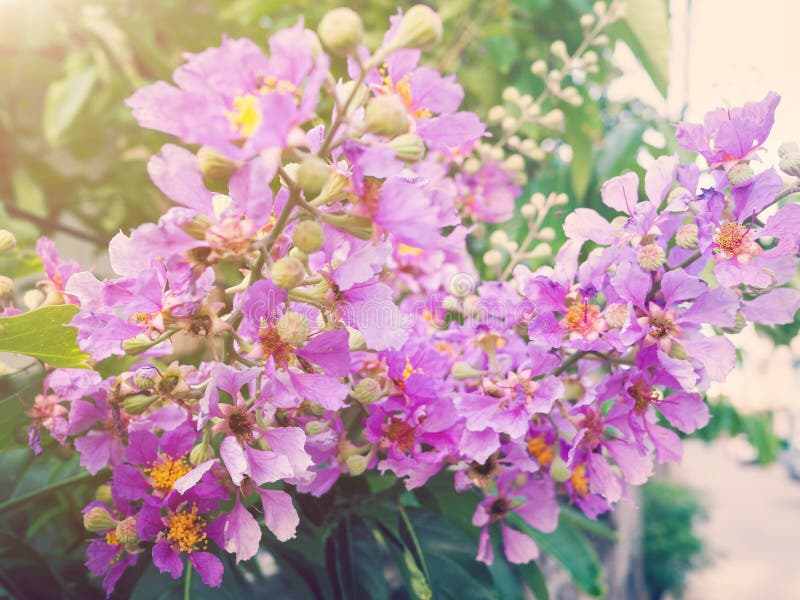 Orgullo De La Flor De La India Foto de archivo - Imagen de india ...