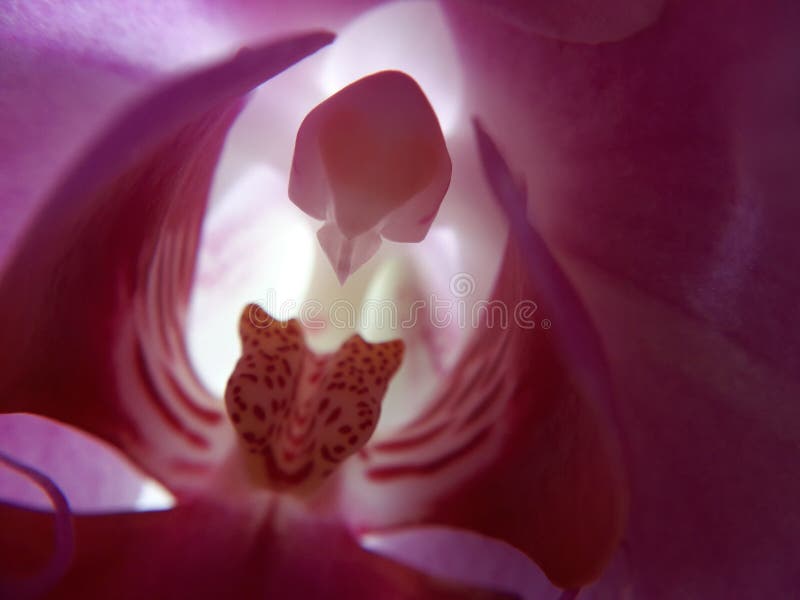 Orhideea photo stock. Image du durée, orchidée, fleur - 84522102